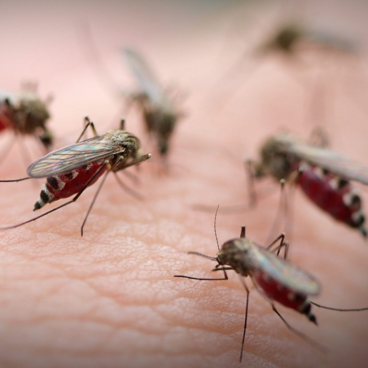Mosquitoes feeding on a person | Biológica Pragas
